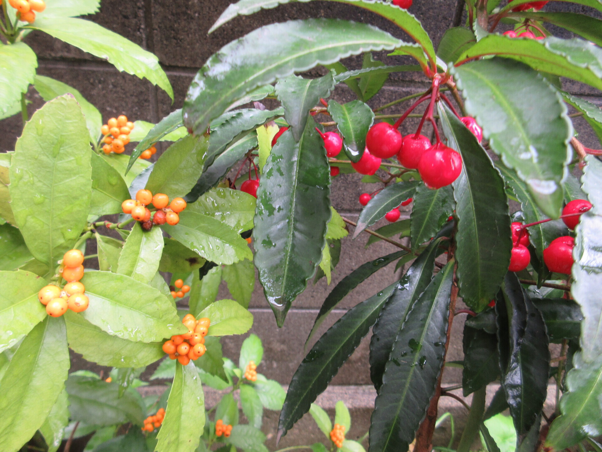 06/04/09: 独居老人の日常生活