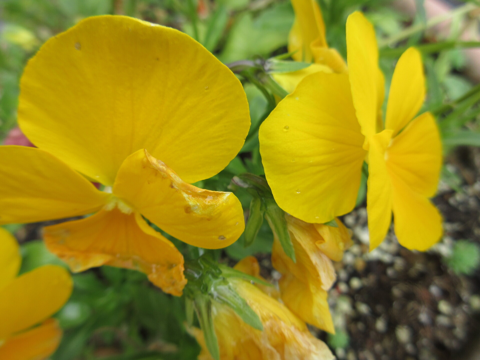 06/04/27: 独居老人の日常生活