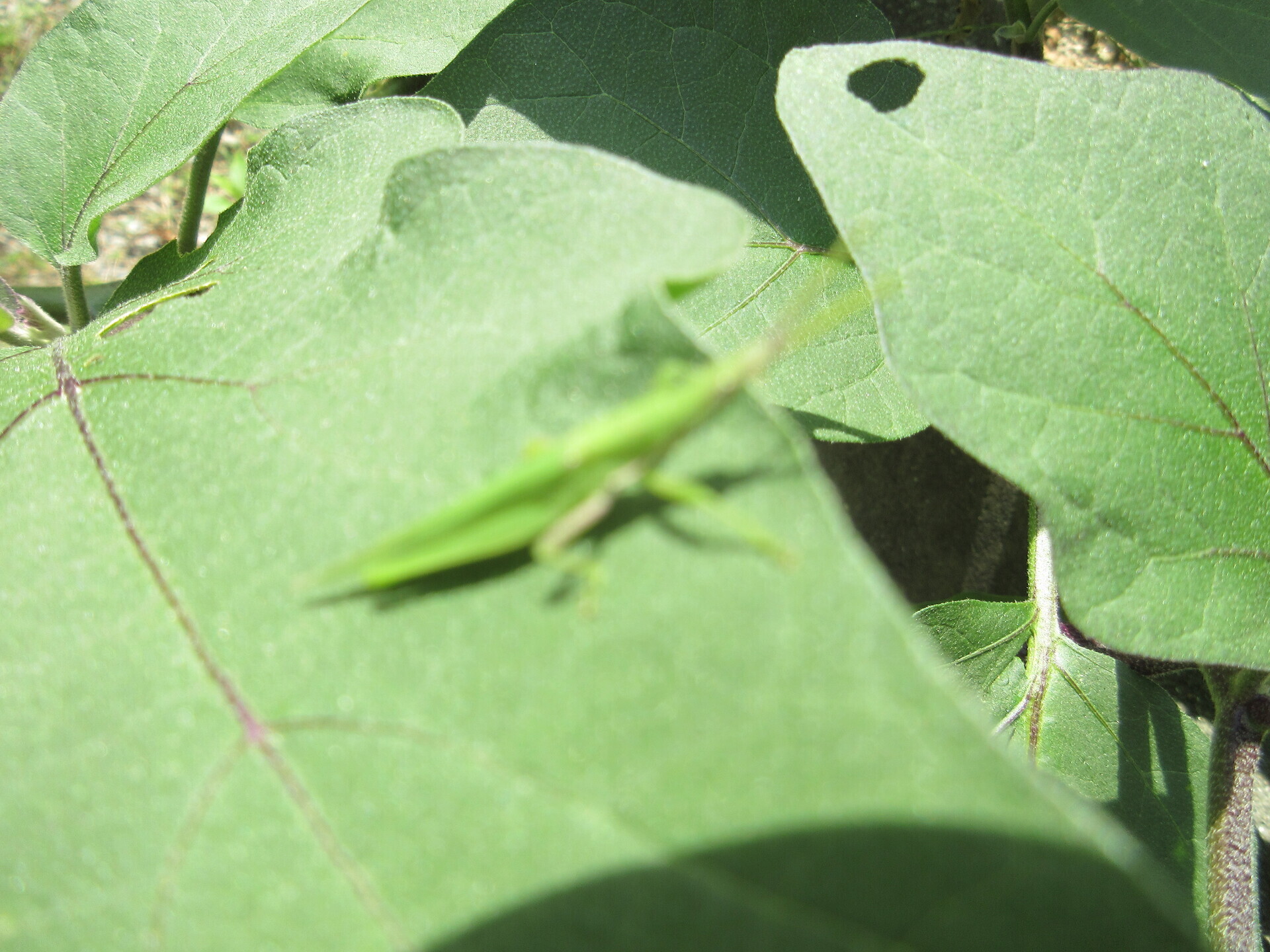 06/09/17 中秋の名月: 独居老人の日常生活