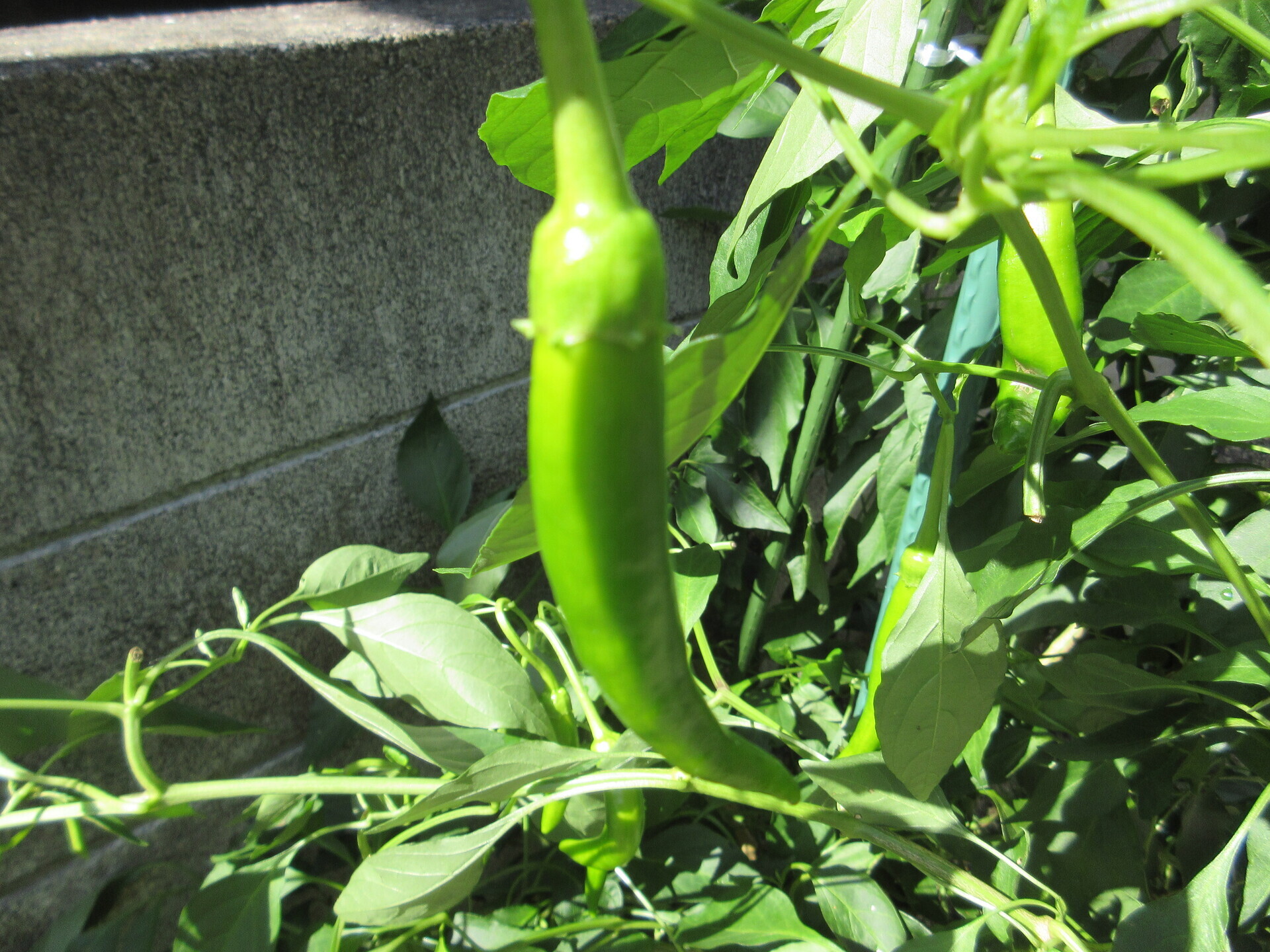 06/10/10: 独居老人の日常生活