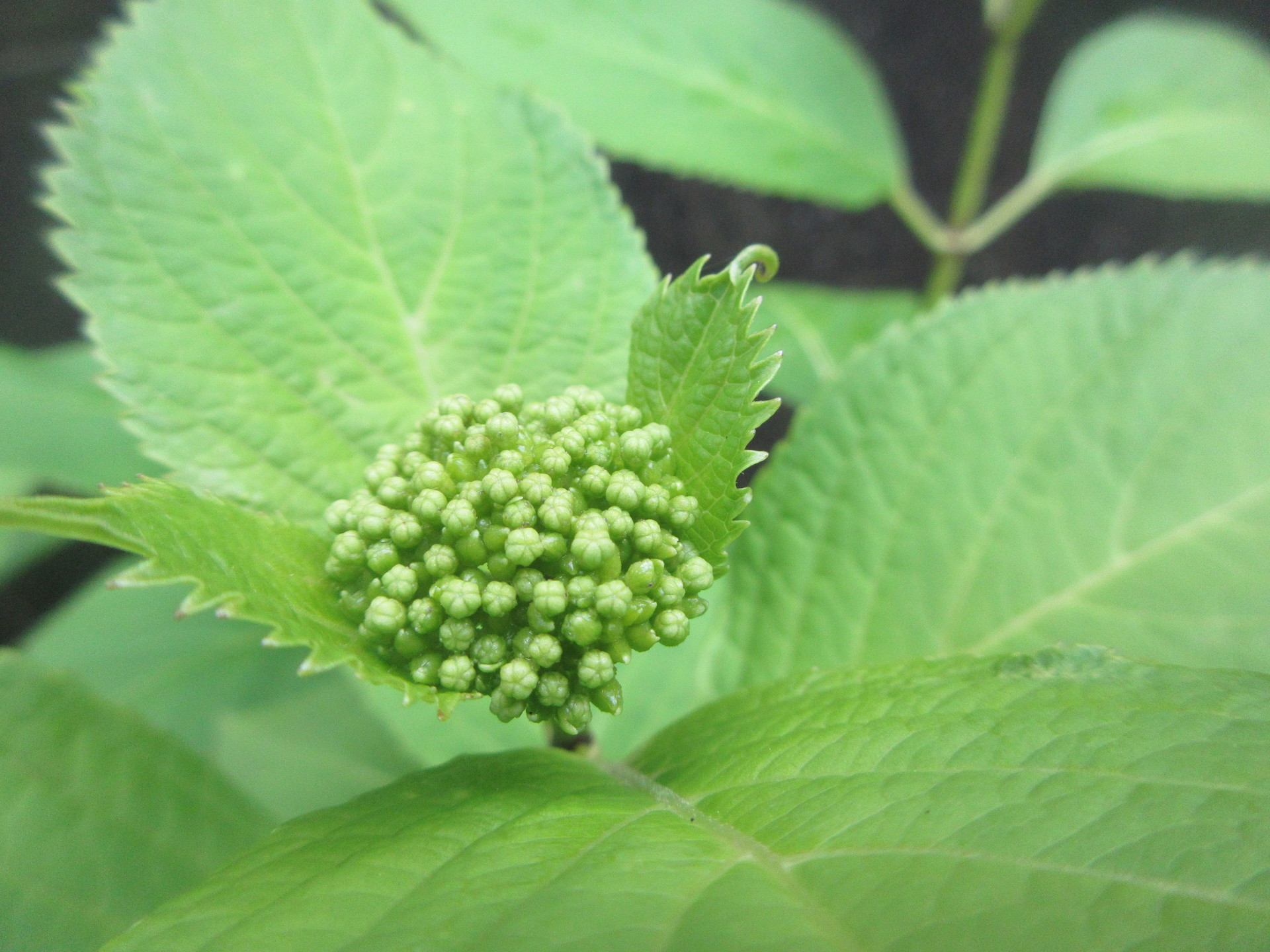 05/05/08: 独居老人の日常生活