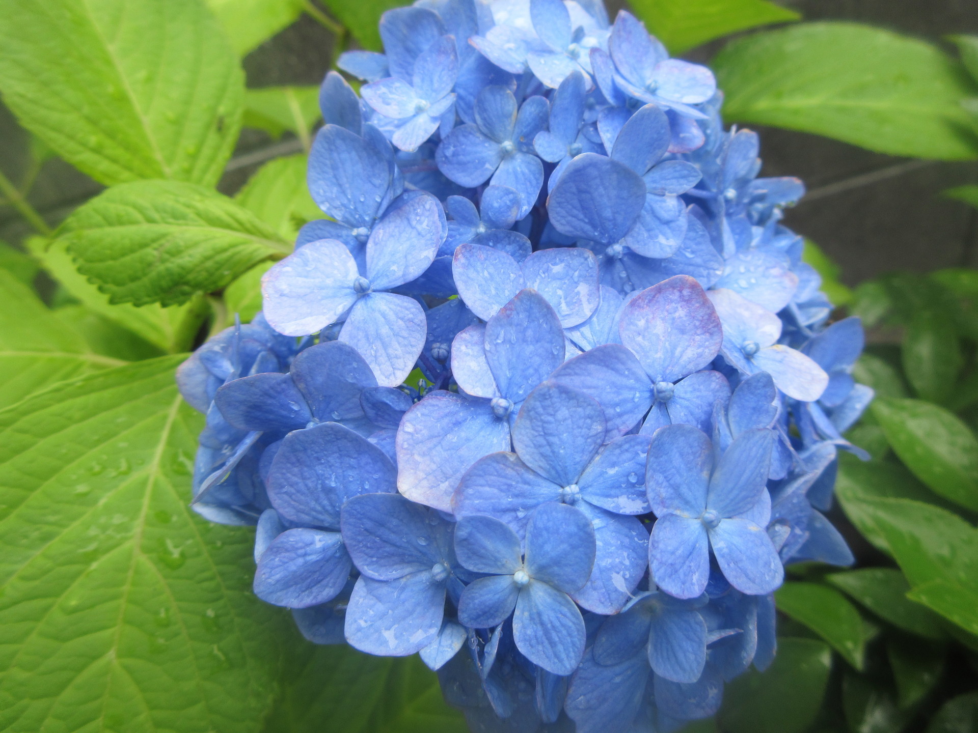 05/06/11: 独居老人の日常生活